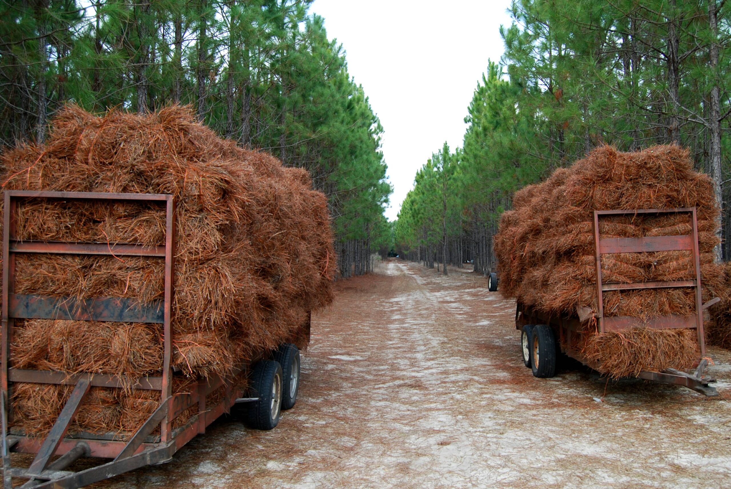 Baled Pine Straw - Standrige Baled Pine Straw, L.L.C.